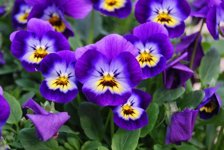 Encyklopedia kwiatów i roślin: Fiołki - Portal florystyczny